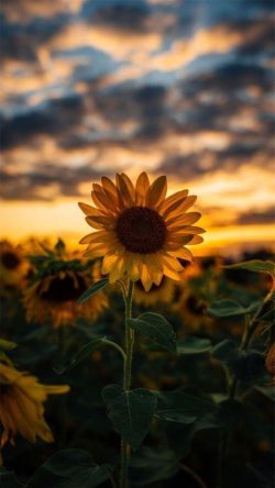 Flowers that Grow at the End | Scribble Hub