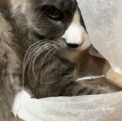 Godborn Celestial Dragon [God Themed Xianxia] | Scribble Hub