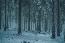 Sēji Chronicles: The Frozen Forest (Demon Slayer) | Scribble Hub