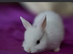 Mystical Bunny and the witches collection | Scribble Hub