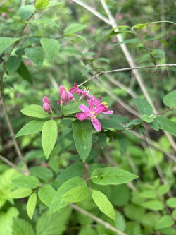 My dream isekai | Scribble Hub