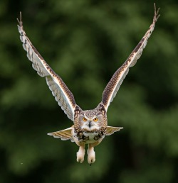 Feathered Soul | Scribble Hub