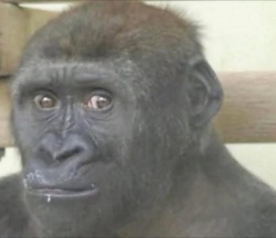 Silverback | Scribble Hub